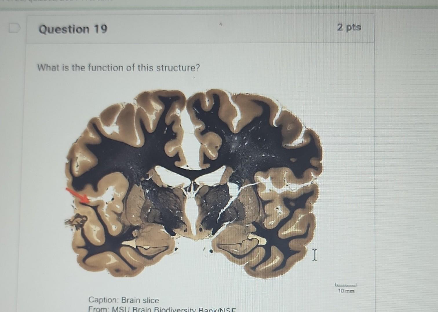 Solved What is the function of this structure? Caption: | Chegg.com