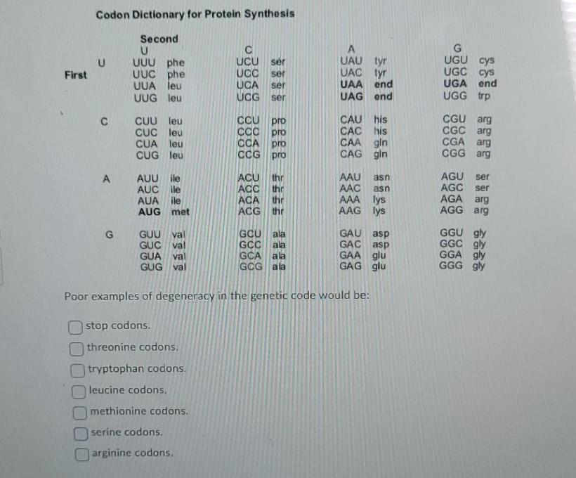 Solved Codon Dictionary for Protein Synthesis U Second U UUU | Chegg.com