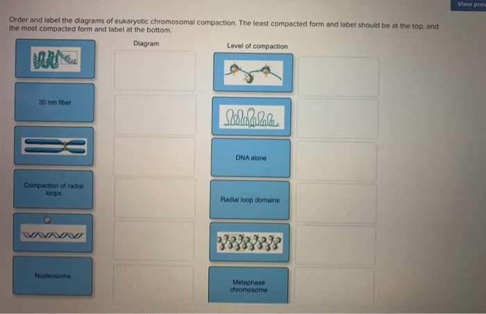 Solved View preu Order and label the diagrams of eukaryotic | Chegg.com