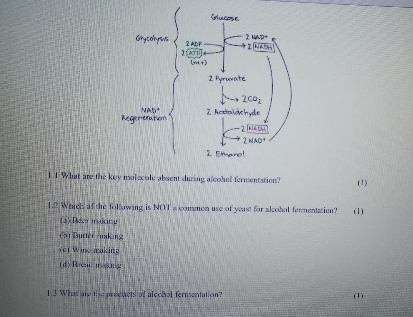 Solved 1.1 What are the key molecule absent during alcohol | Chegg.com