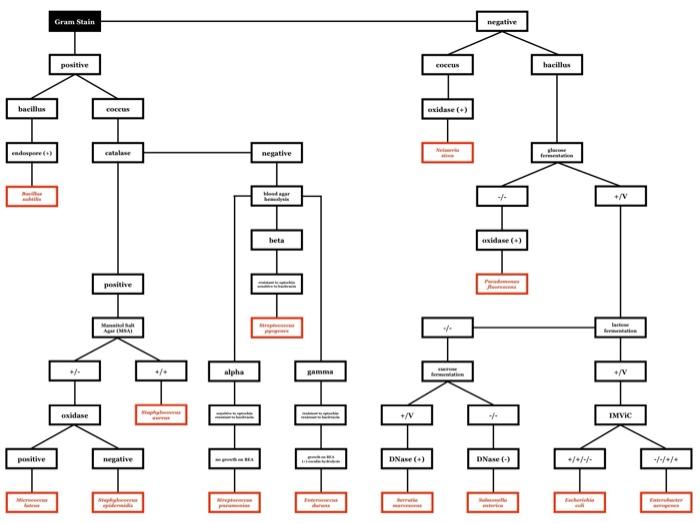 Gram + Gram - Gram + Gram - MIXED UNKNOWN | Chegg.com