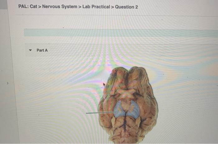 Solved PAL: Cat > Nervous System > Lab Practical > Question | Chegg.com
