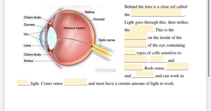 Solved Eye Eye Structure and Seeing Light-Notes Outline | Chegg.com