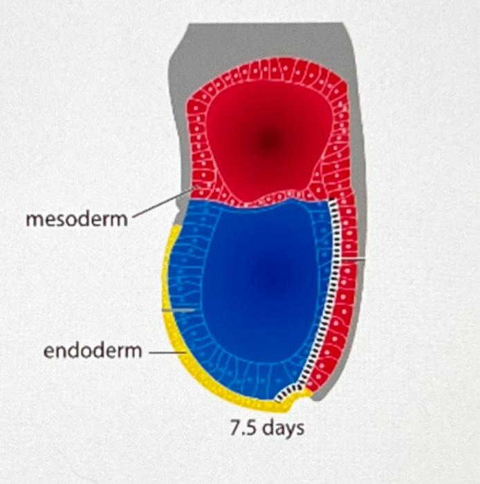 Solved Predict the outcome (will the embryo develop into an | Chegg.com