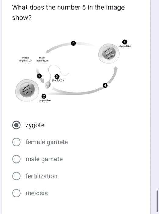 Solved What does the number 4 in the image represent? zygote | Chegg.com