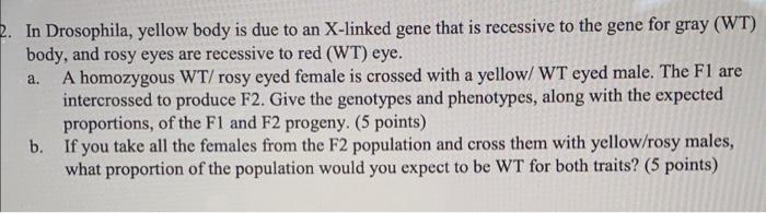 Solved In Drosophila, yellow body is due to an X-linked gene | Chegg.com