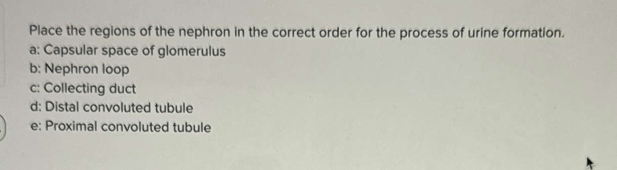 Solved Place the regions of the nephron in the correct order | Chegg.com