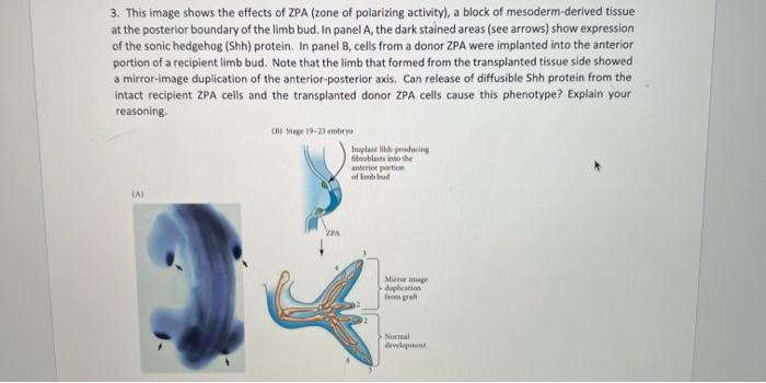 Solved 3. This image shows the effects of ZPA (zone of | Chegg.com
