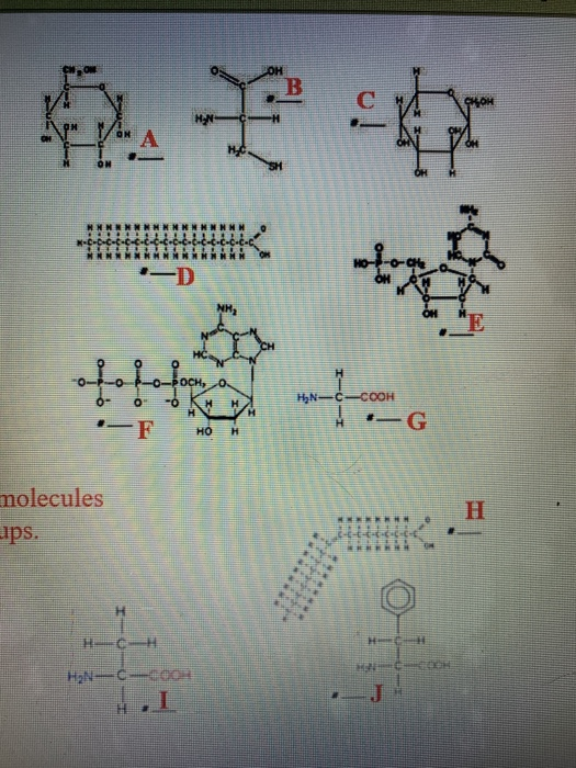 Solved Which macromolecule does each structure group | Chegg.com