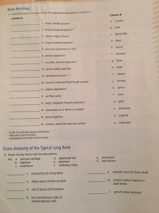 Solved Classification of Bones 2. The four major anatomical | Chegg.com