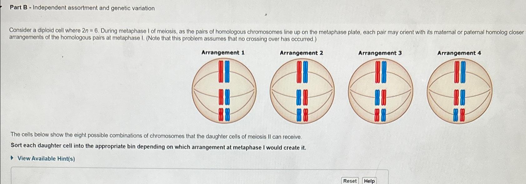 Solved Part B - ﻿Independent assortment and genetic | Chegg.com