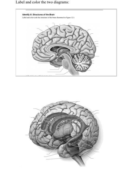 Solved Label and color the two diagrams: Identify It: | Chegg.com