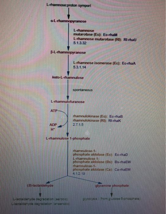 Solved Phosphorylated pathway I L-rhamnose L-Rhamnose | Chegg.com