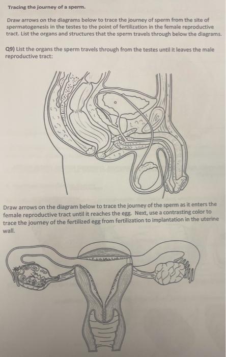 Male And Female Reproductive System Diagram Labeled