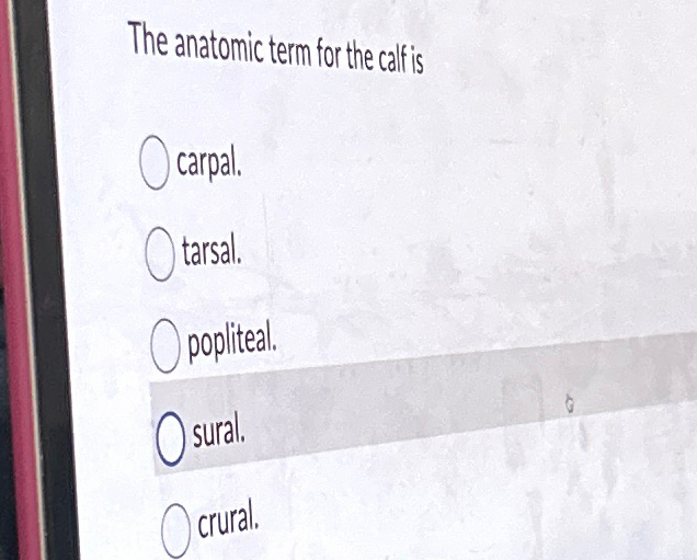 Solved The anatomic term for the calf | Chegg.com