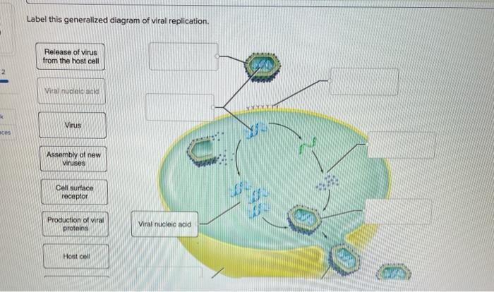 Solved Label this generalized diagram of viral replication. | Chegg.com