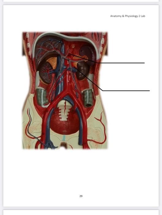 Solved Anatomy & Physiology 2 Lab . 29 | Chegg.com