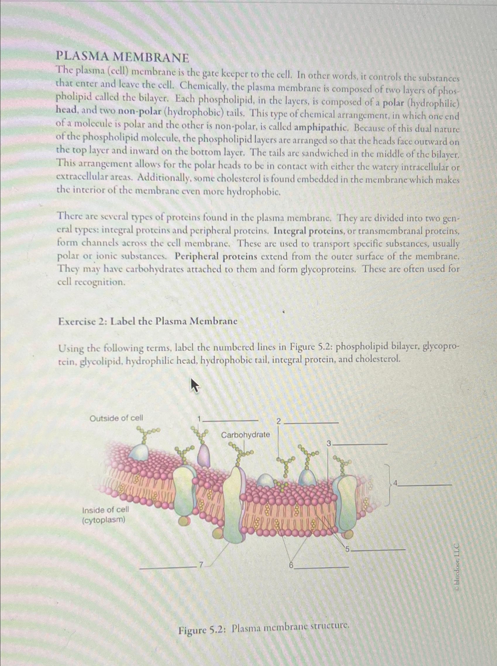 Solved PLASMA MEMBRANEThe plasma (cell) ﻿membrane is the | Chegg.com