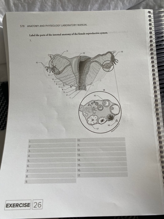 Solved 576 ANATOMY AND PHYSIOLOGY LABORATORY MANUAL Label | Chegg.com