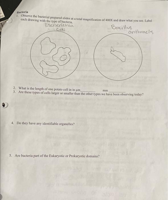 Solved Bacteria 1. Observe the bacterial prepared slides at | Chegg.com