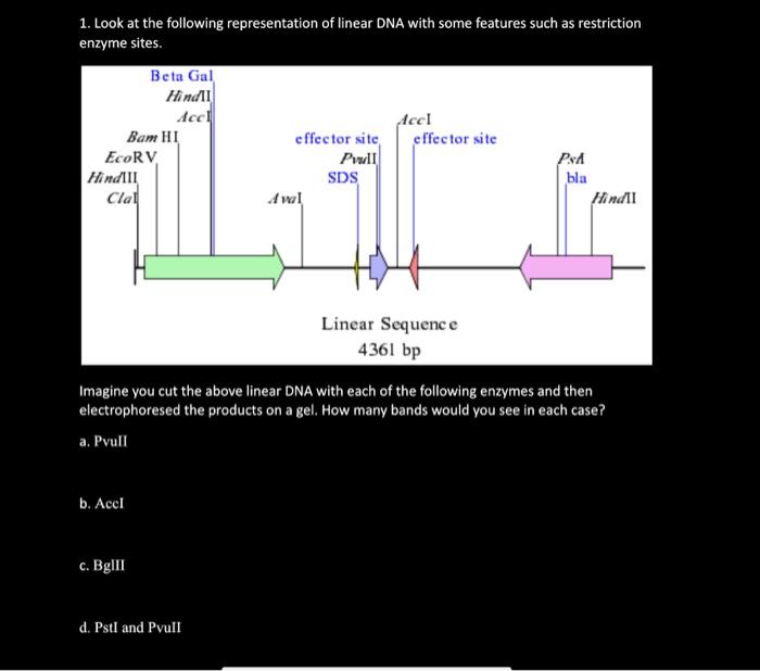 Solved 1. Look at the following representation of linear DNA | Chegg.com