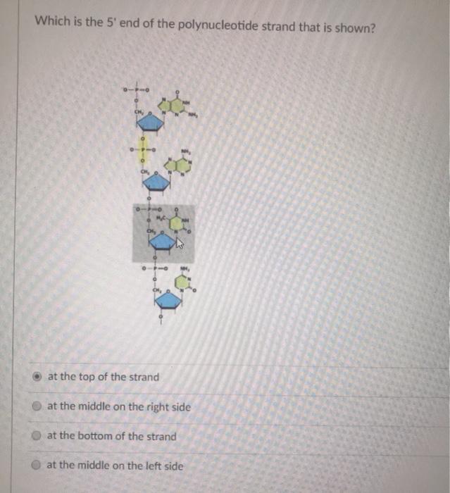 Solved Which is the 5' end of the polynucleotide strand that | Chegg.com