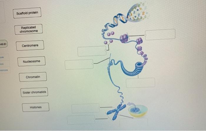 Solved label the figure to describe how DNA folds into a | Chegg.com