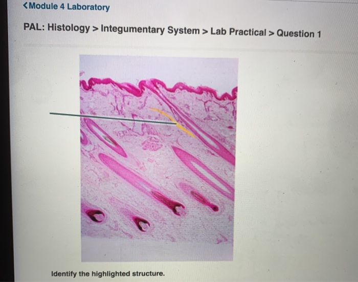 Solved Integumentary System > Lab Practical > Question 1 | Chegg.com