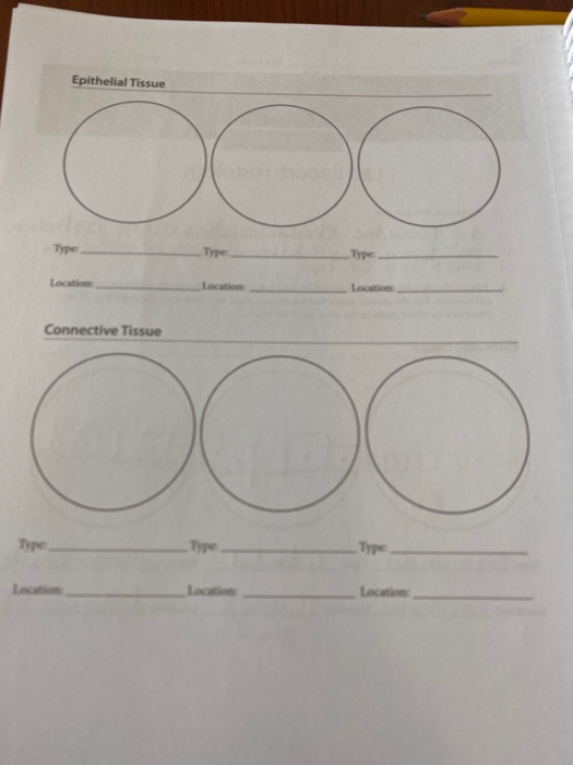 Epithelial Tissue Type Type Type - Location Location | Chegg.com