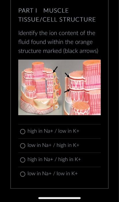 Solved PART I MUSCLE TISSUE/CELL STRUCTURE Identify the ion | Chegg.com