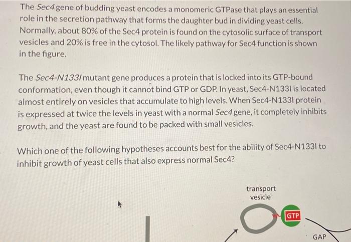 Solved The Sec4 gene of budding yeast encodes a monomeric | Chegg.com
