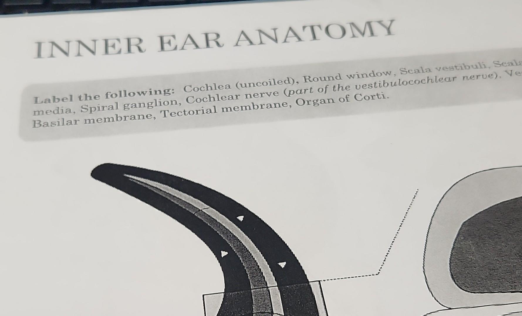 Solved INNER EAR ANATOMY Label the following: Cochlea | Chegg.com