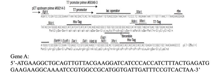 Solved Gene A must be cloned between Ncol and Xhol to | Chegg.com