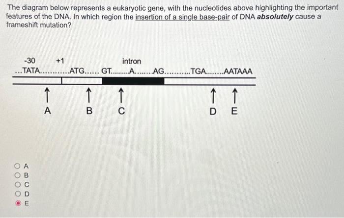Solved The diagram below represents a eukaryotic gene, with | Chegg.com