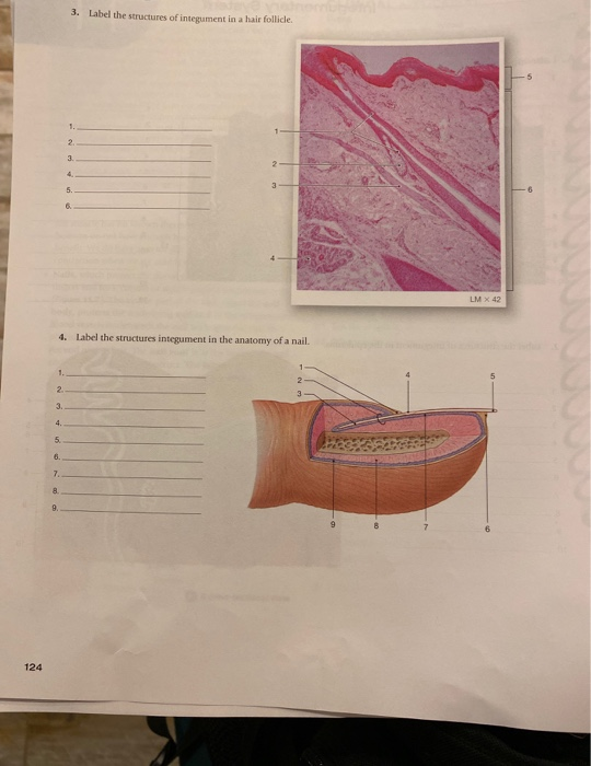 Solved 1. Label the structures of the integument. MI / un AL | Chegg.com