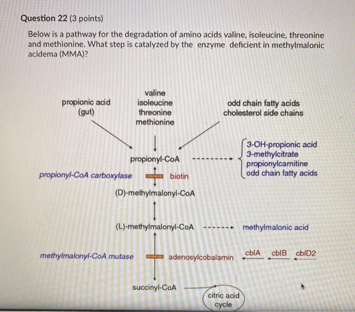 Solved Question 22 (3 points) Below is a pathway for the | Chegg.com