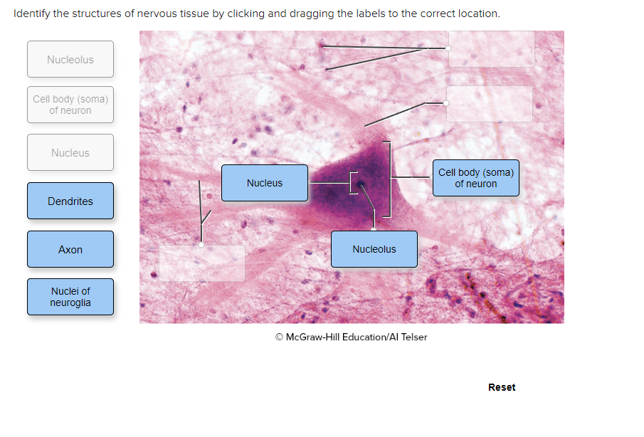 Solved Identify the structures of nervous tissue by clicking | Chegg.com