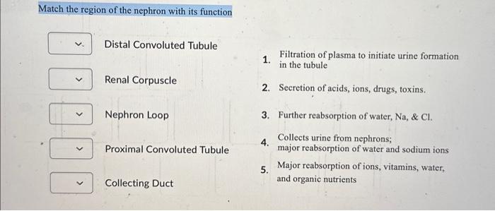 Match the region of the nephron with its function | Chegg.com