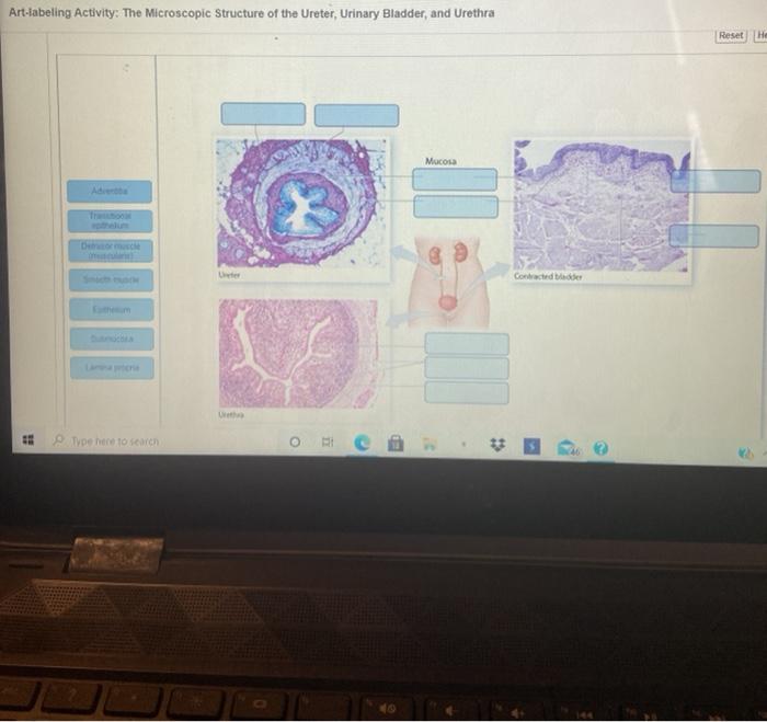 Solved Art-labeling Activity: The Microscopic Structure of | Chegg.com