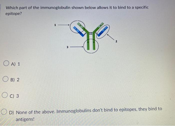 Solved Which part of the immunoglobulin shown below allows | Chegg.com