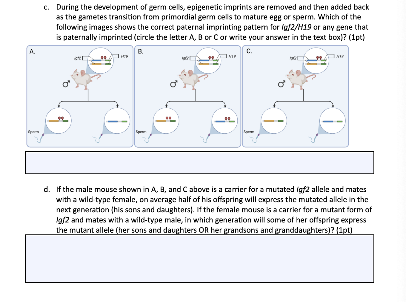 Solved c. ﻿During the development of germ cells, epigenetic | Chegg.com