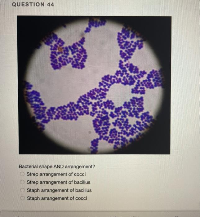 Solved QUESTION 44 Bacterial shape AND arrangement? Strep | Chegg.com