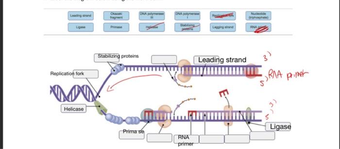 Solved label them Leading strand Ligase Okazaki fragment | Chegg.com