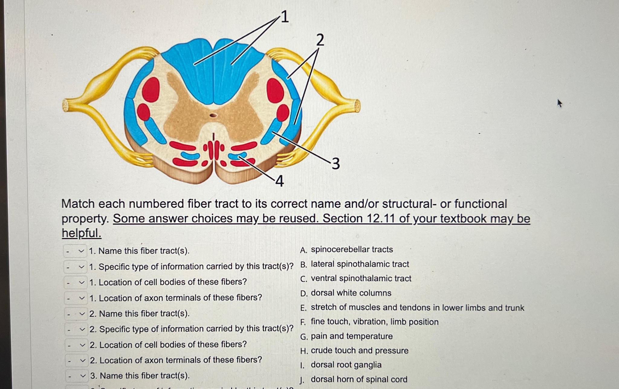 Solved Match each numbered fiber tract to its correct name | Chegg.com
