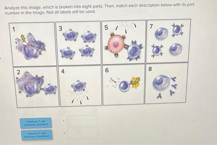 Solved Analyze this image, which is broken into eight parts. | Chegg.com