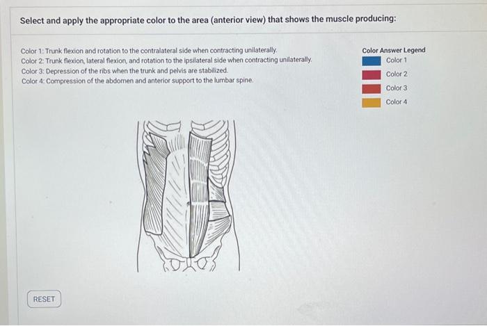Solved Select and apply the appropriate color to the area | Chegg.com