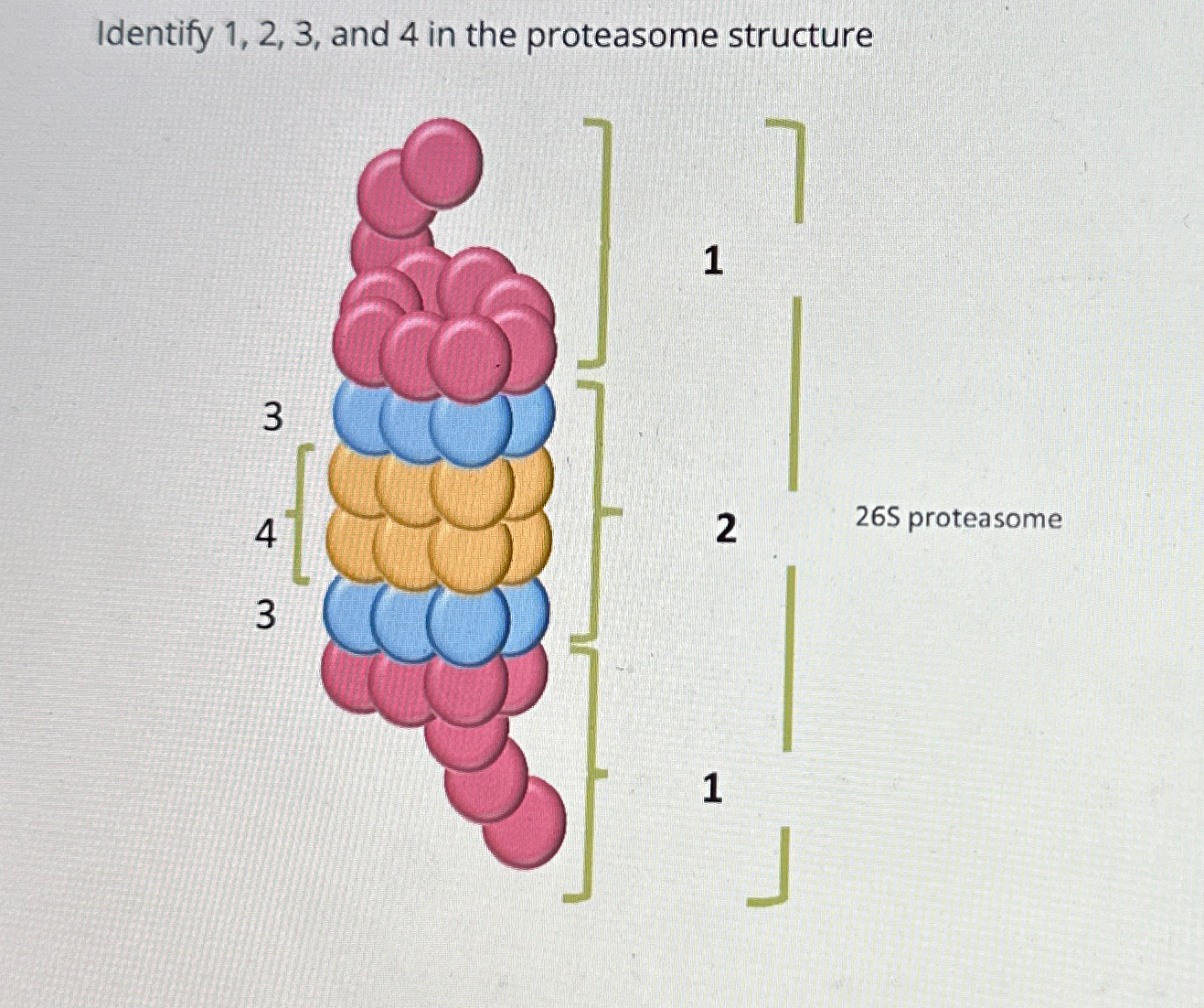 Solved Identify 1,2,3, ﻿and 4 ﻿in the proteasome structure | Chegg.com
