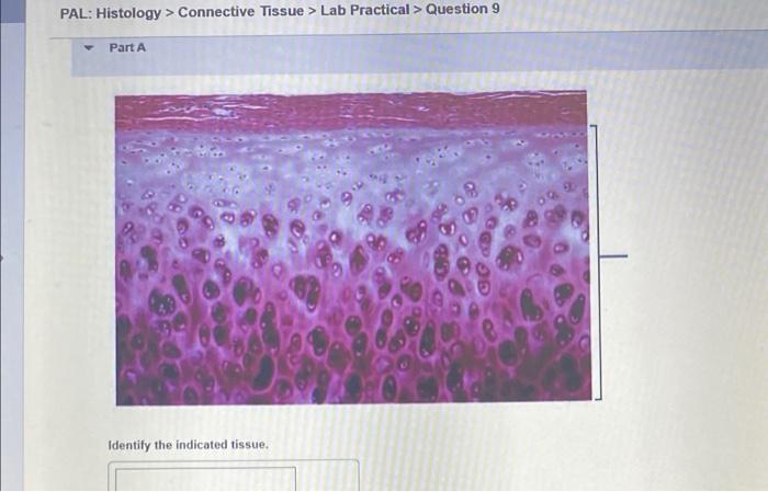 Solved PAL: Histology > Connective Tissue > Lab Practical > | Chegg.com