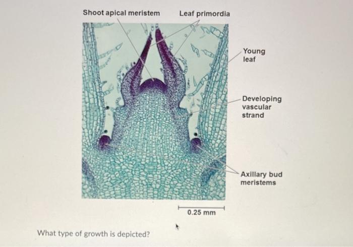 Solved Shoot apical meristem Leaf primordia Young leaf | Chegg.com