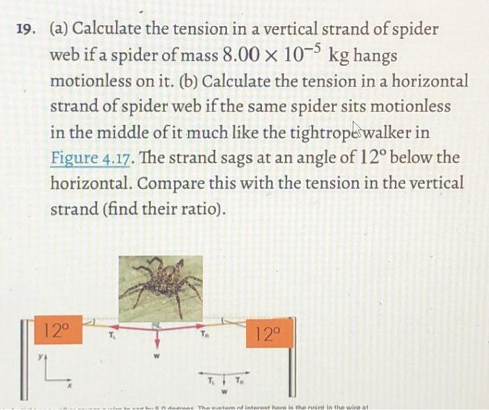 Solved 19. (a) Calculate the tension in a vertical strand of | Chegg.com